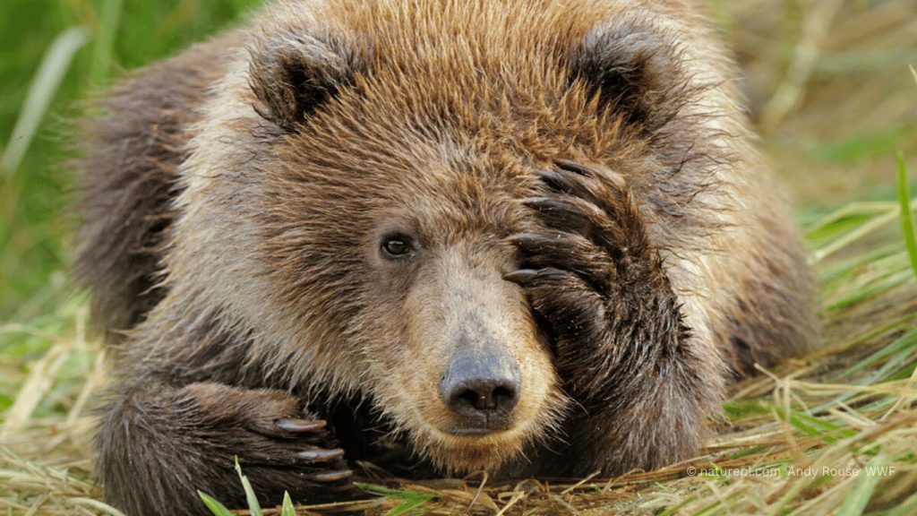 Liber la vânătoarea la trofeu – conflictele cu urșii rămân nerezolvate ...