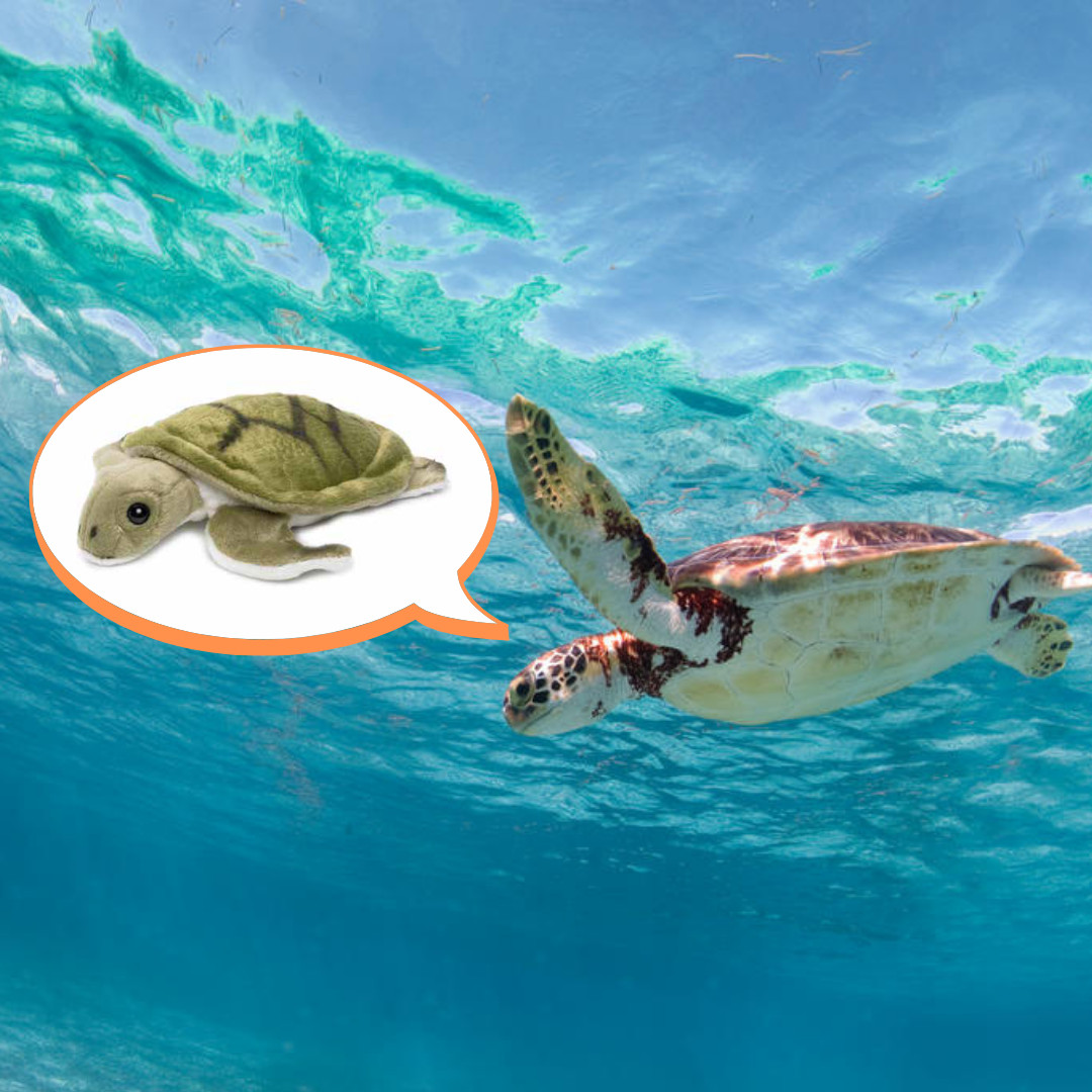 Adoptă o țestoasă | WWF Romania