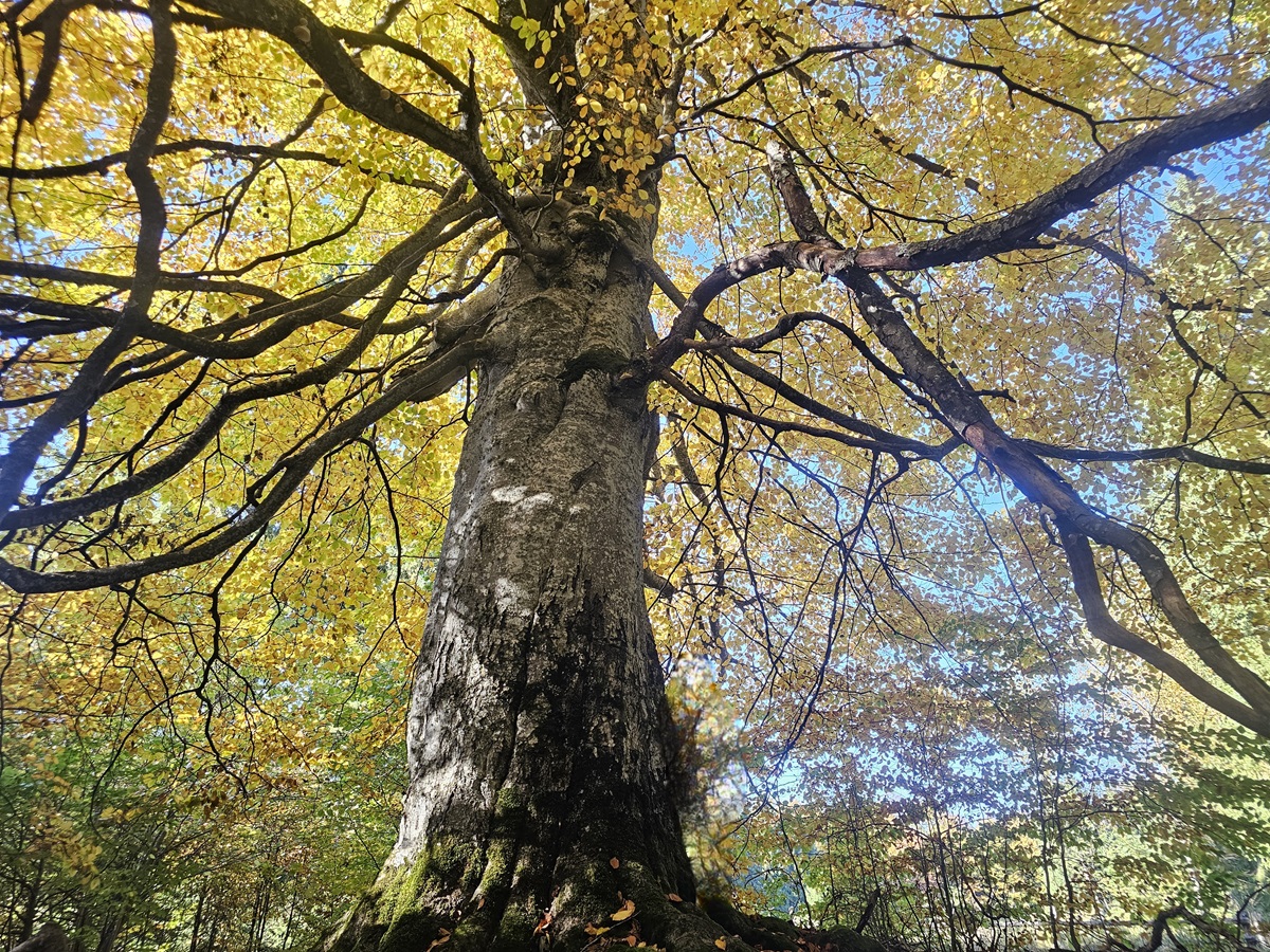 Romsilva Reform Demands Revision | WWF Romania