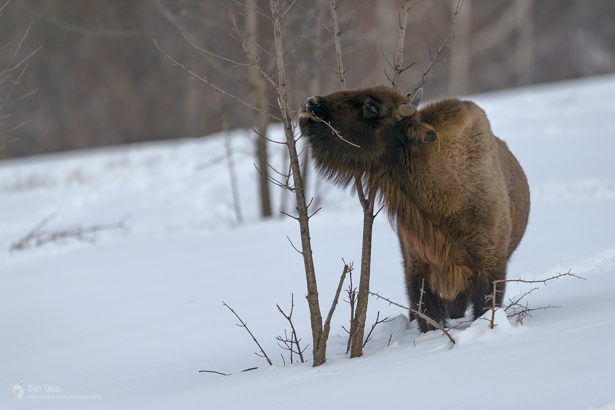 Zimbrul | WWF Romania