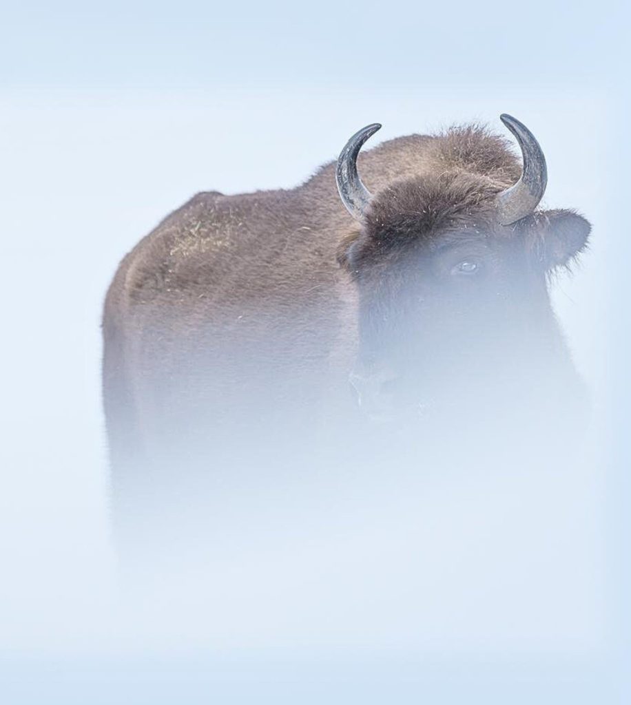 The European Bison | WWF Romania