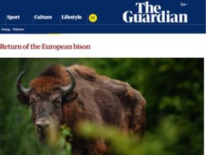 The European Bison | WWF Romania