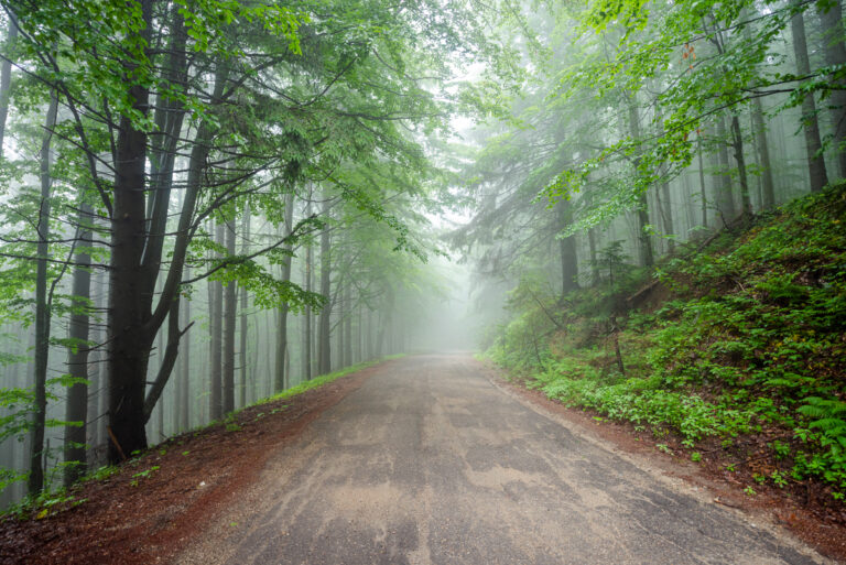 Romsilva: Reform Is more than an Organizational Chart | WWF Romania