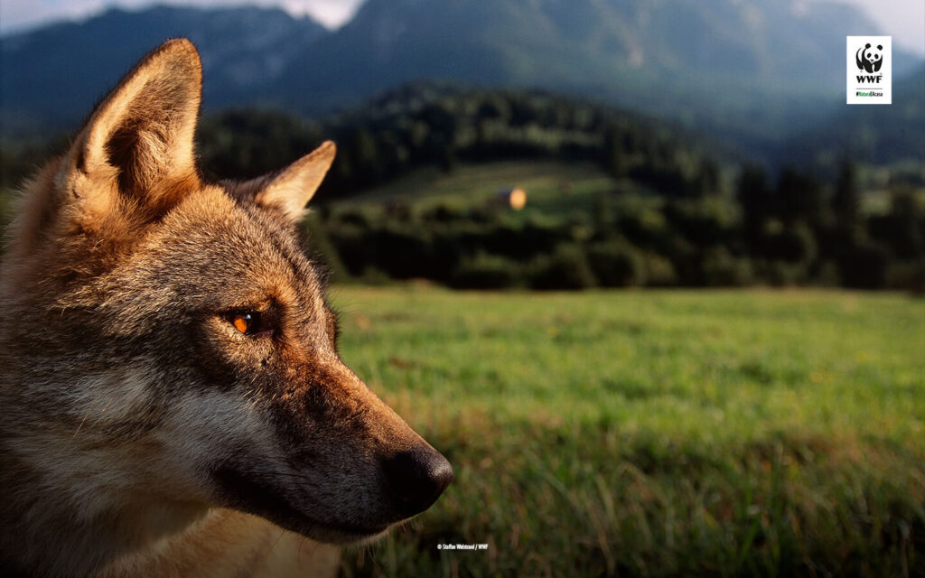 Calendar WWF | WWF Romania